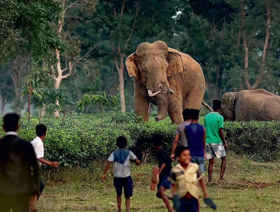 Careers · Sakrebailu Elephant Camp